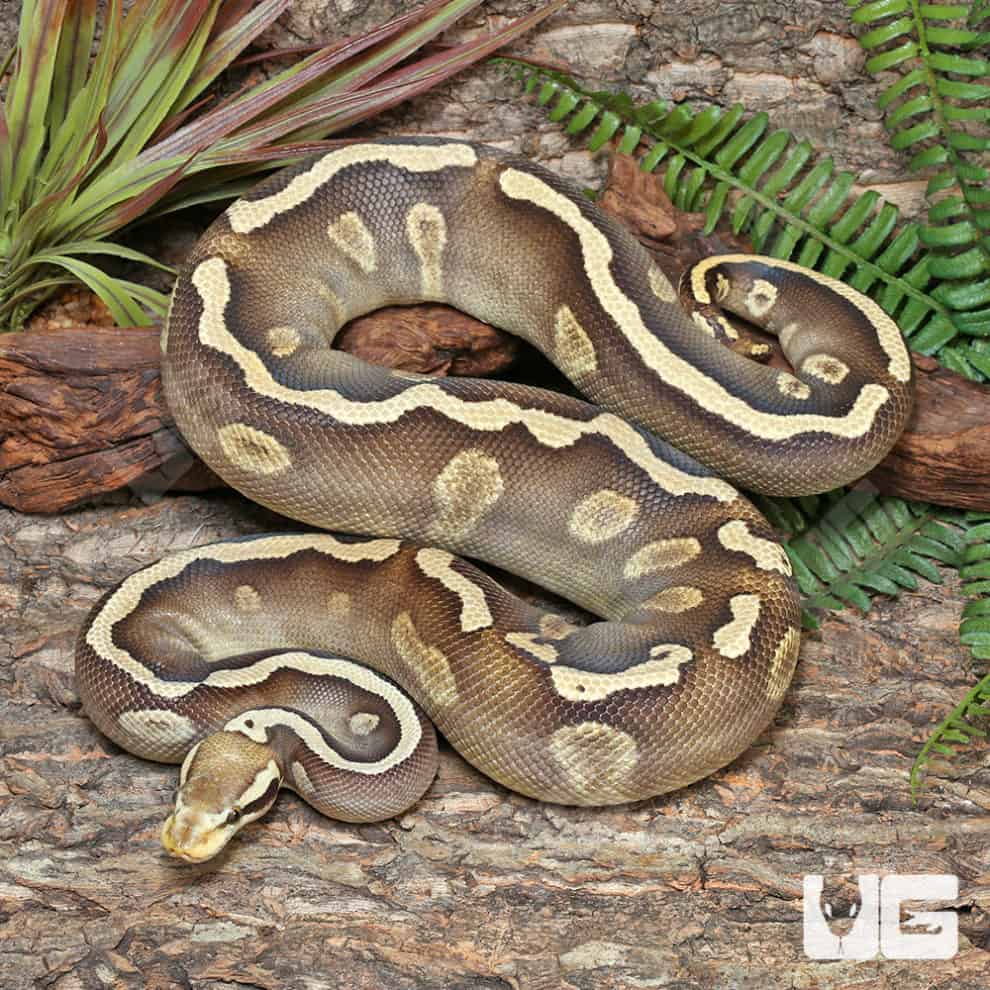 Ball Pythons For Sale - Underground Reptiles
