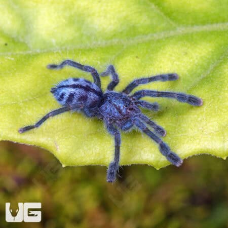 Puerto Rican Pinktoe Tarantula (Caribena laeta) For Sale - Underground ...