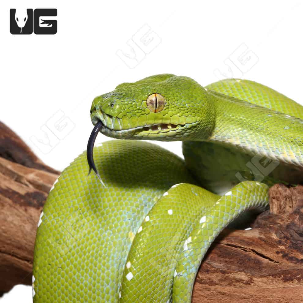 Adult Aru Green Tree Python for sale - Underground Reptiles