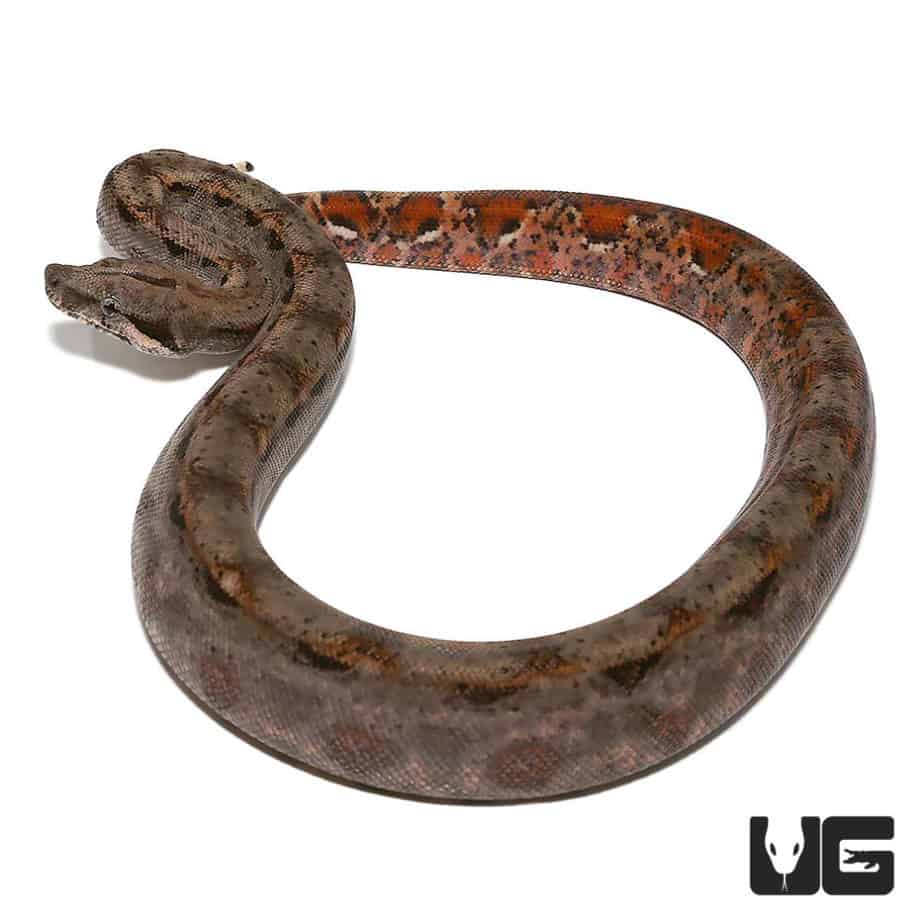 Baby Nicaraguan Boa Poss Double Het T+ Albino Anery 2 - Underground ...