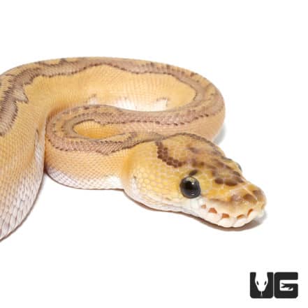 Ball Pythons For Sale - Underground Reptiles