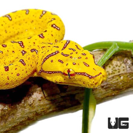 Calabar Pythons (Calabaria reinhardtii) For Sale - Underground Reptiles