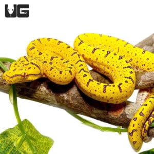 All Snakes For Sale - Underground Reptiles
