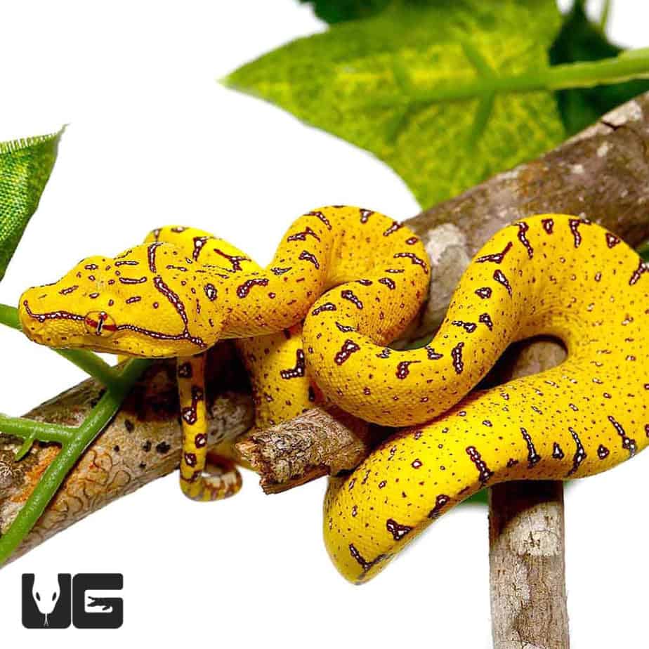 Baby Sorong Green Tree Pythons For Sale - Underground Reptiles