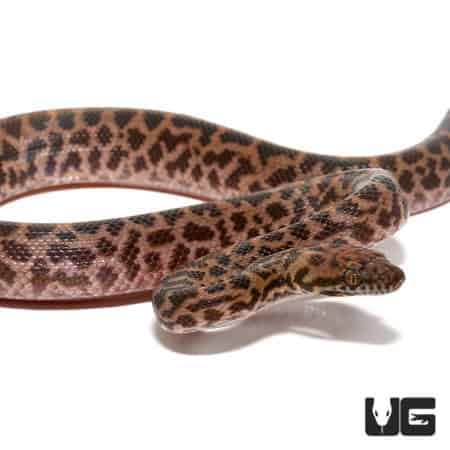 Baby Spotted Pythons For Sale - Underground Reptiles