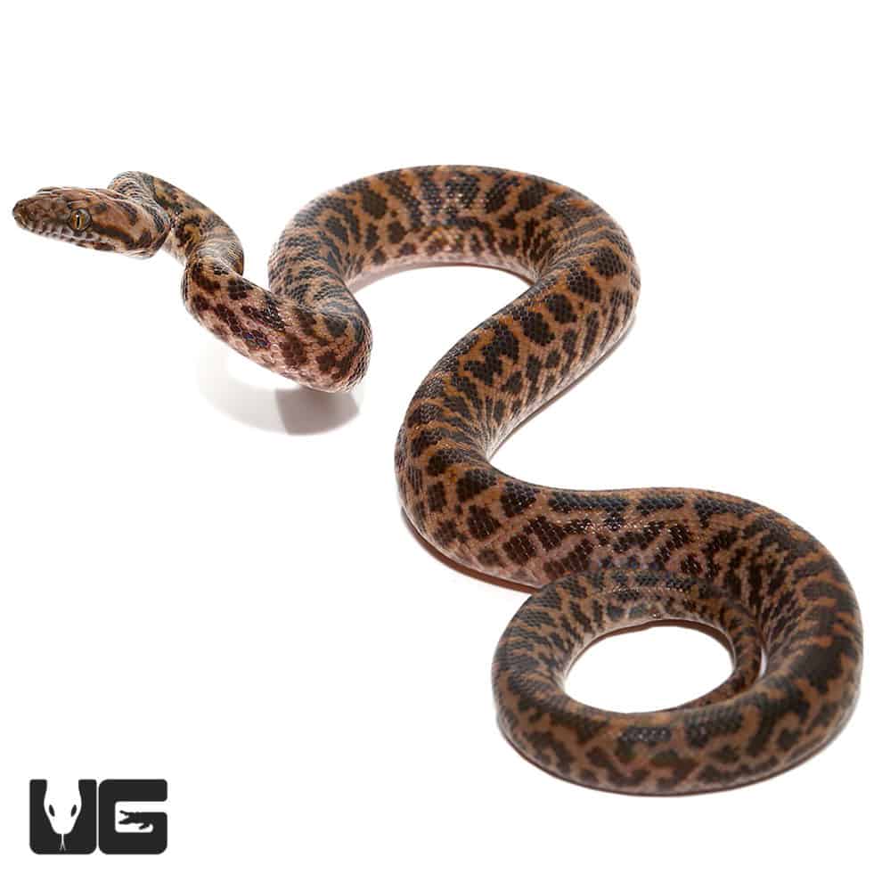 Baby Spotted Pythons For Sale - Underground Reptiles
