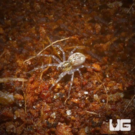 Baby Swamp Fishing Spider - Underground Reptiles