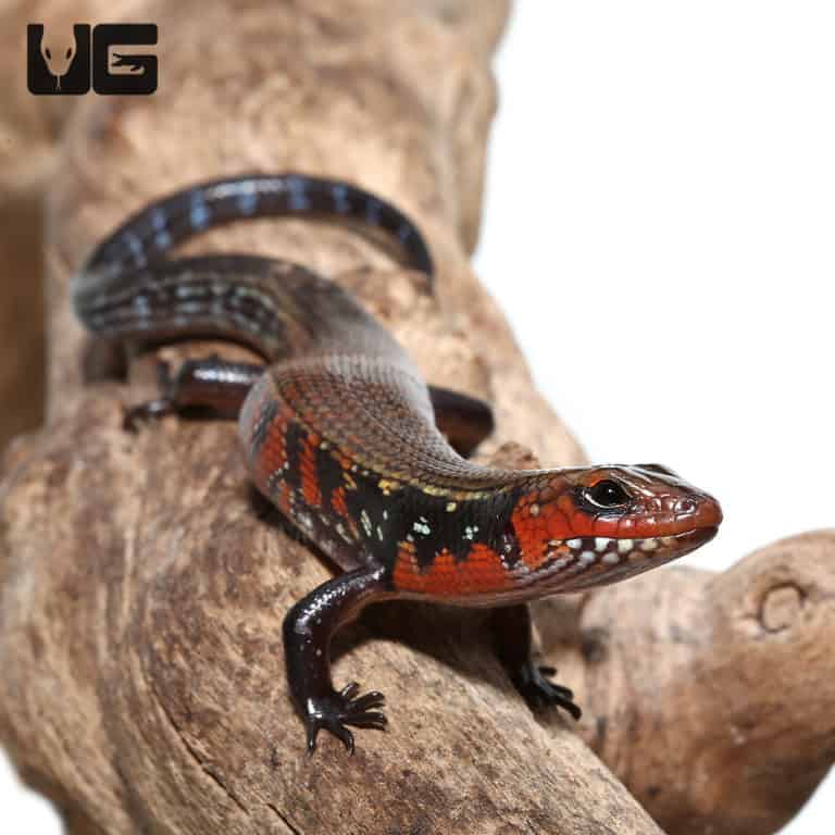 Skinks For Sale - Underground Reptiles