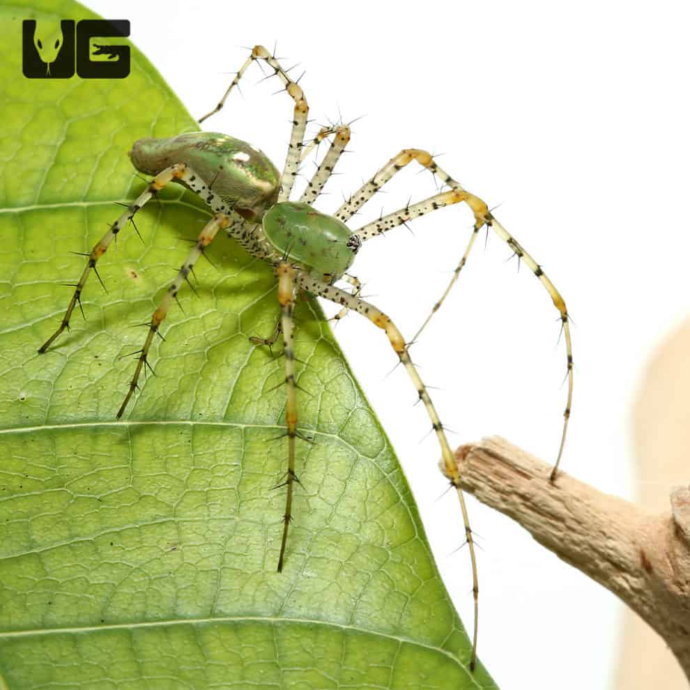 Green Lynx Spider (Peucetia viridans) For Sale - Underground Reptiles