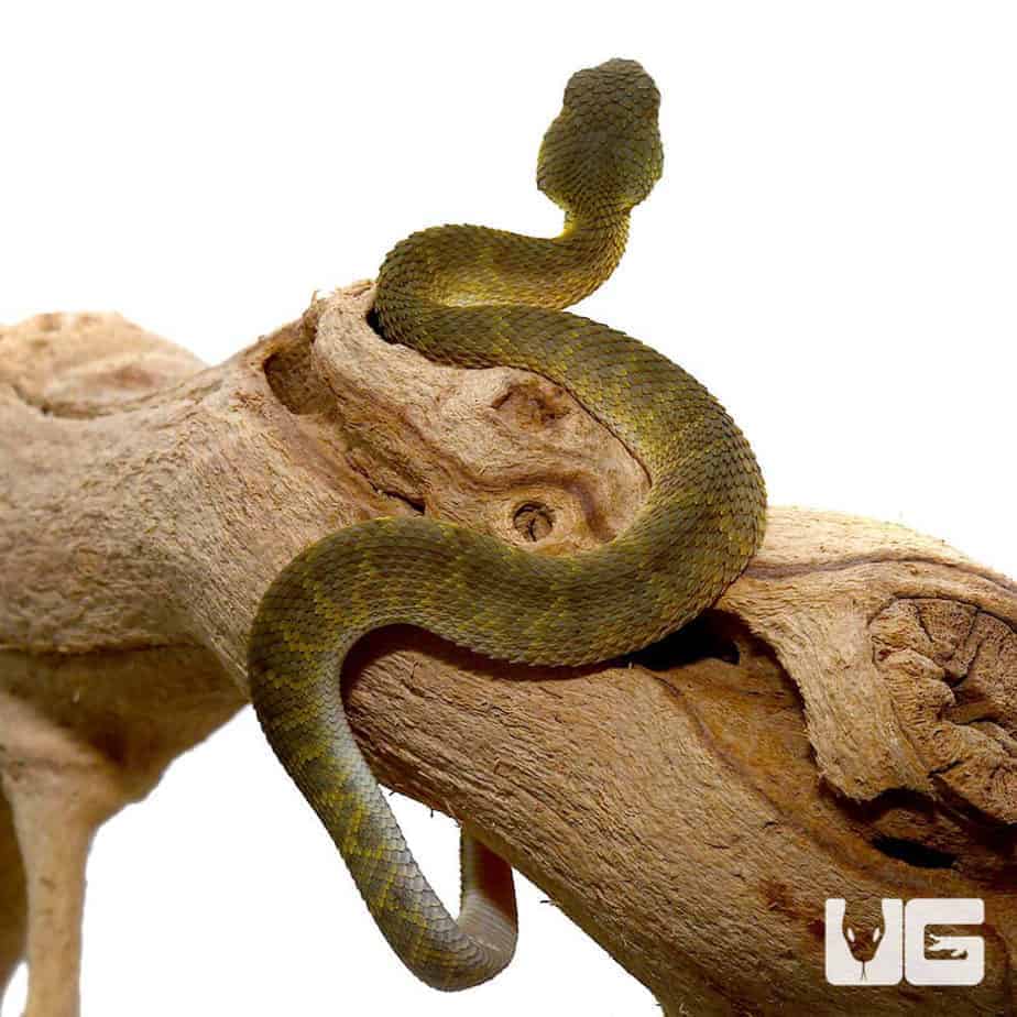 Venomous Snakes & Lizards For Sale - Underground Reptiles