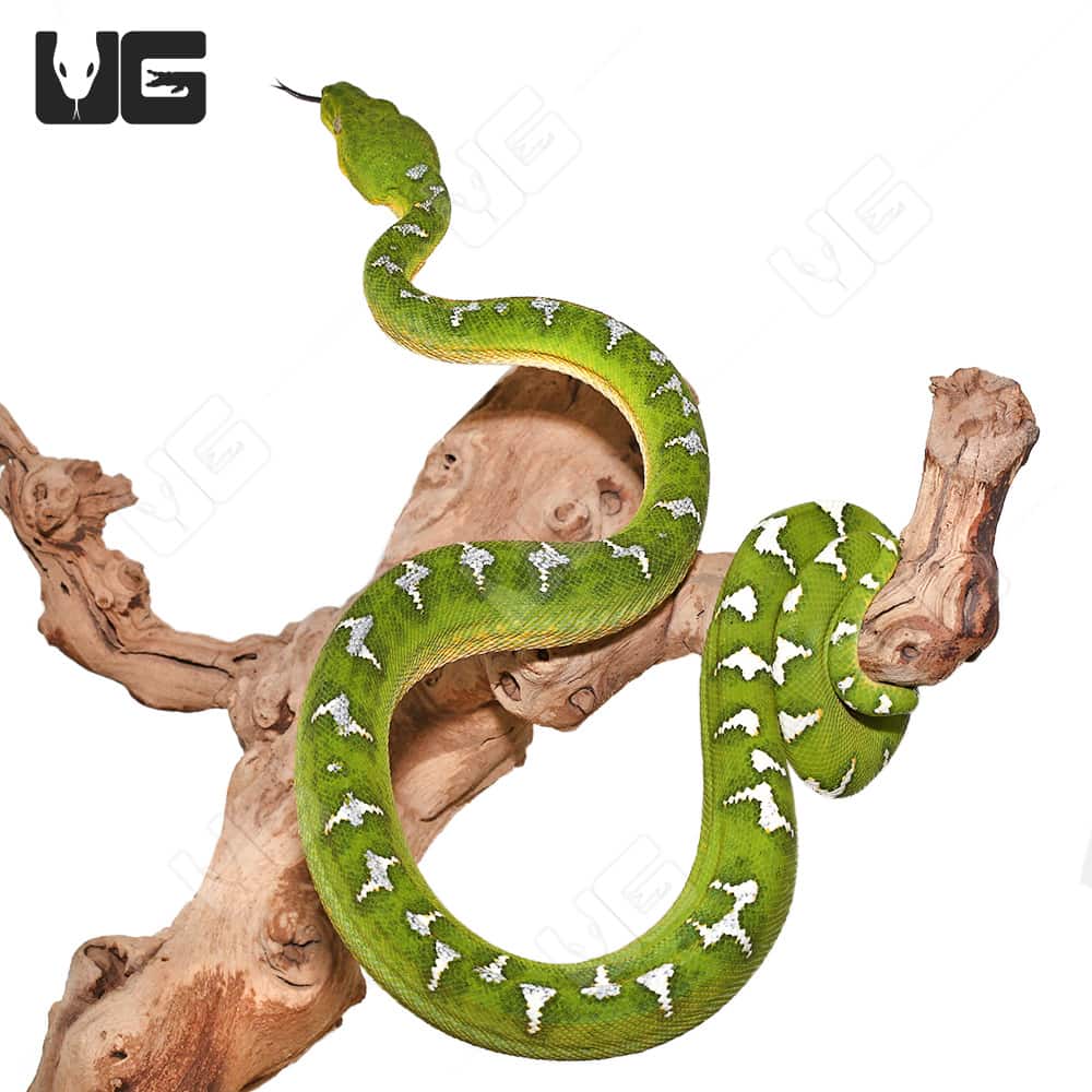 High White Emerald Tree Boa (Corallus caninus) For Sale - Underground ...
