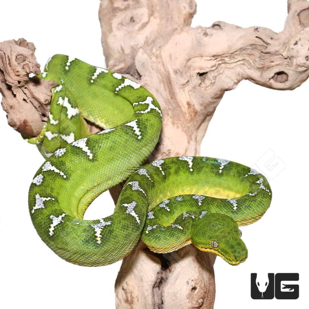 Emerald Tree Boas For Sale - Underground Reptiles
