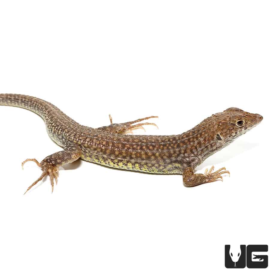 Leopard Fringe Fingered Lizards (Acanthodactylus pardalis) For Sale ...