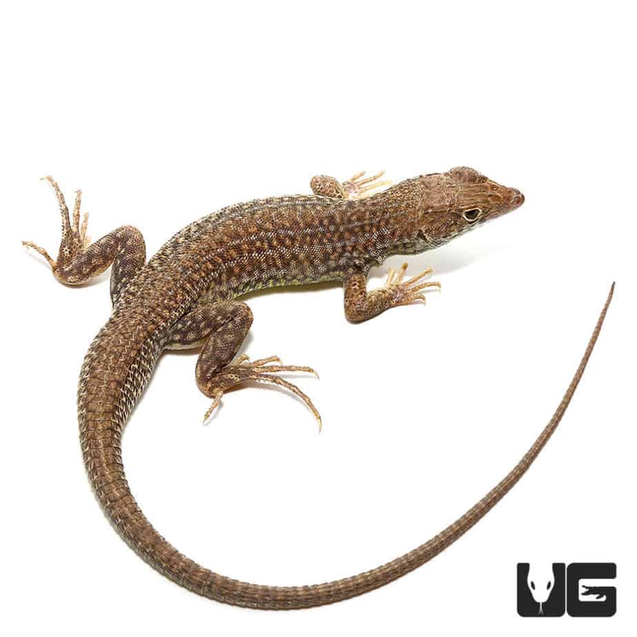 Leopard Fringe Fingered Lizards (Acanthodactylus pardalis) For Sale ...