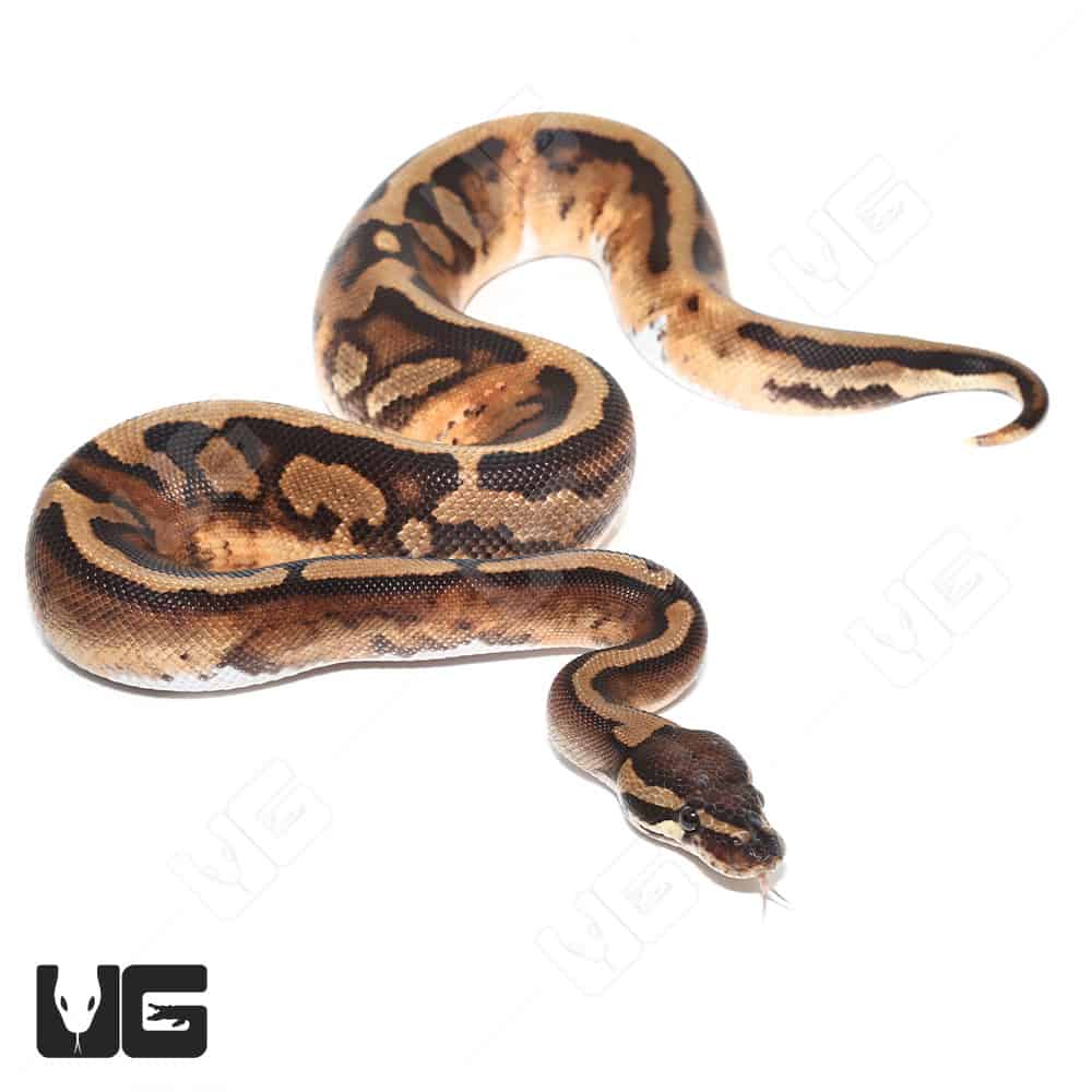 Baby Male Orange Dream Pastel Crypton (#013) (Python regius) For Sale ...