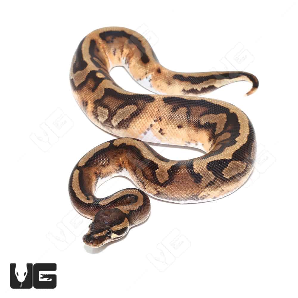 Ball Pythons For Sale - Underground Reptiles