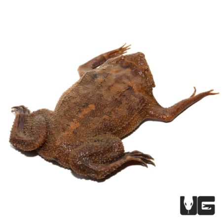 Pipa Pipa Toads (pipa pipa) For Sale - Underground Reptiles