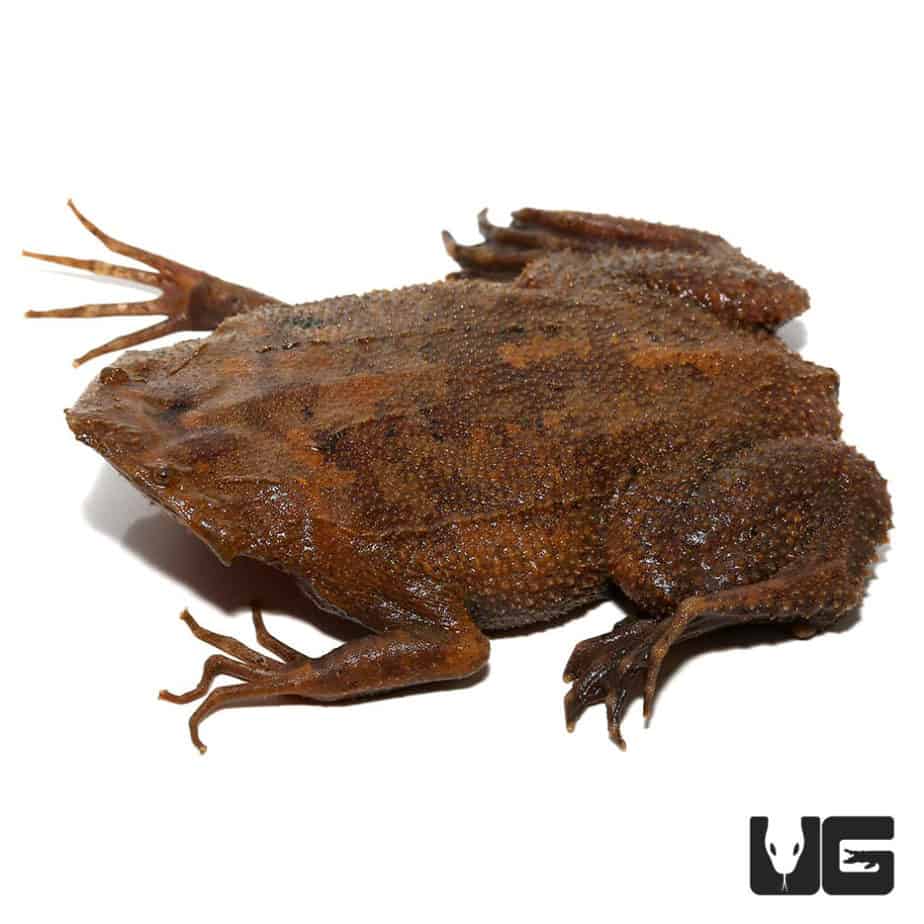 Pipa Pipa Toads (pipa pipa) For Sale - Underground Reptiles