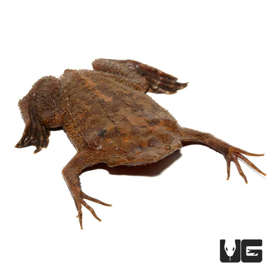 Pipa Pipa Toads (pipa pipa) For Sale - Underground Reptiles