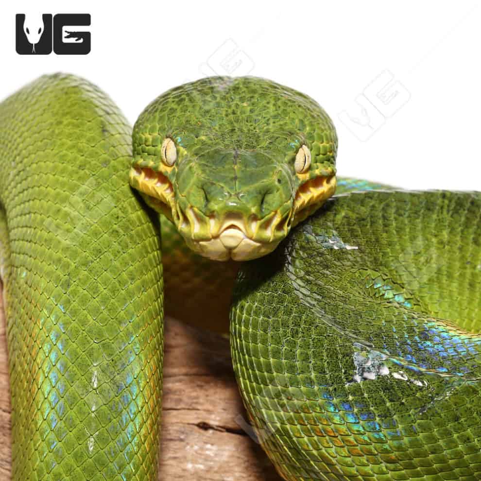 Emerald Tree Boas For Sale - Underground Reptiles