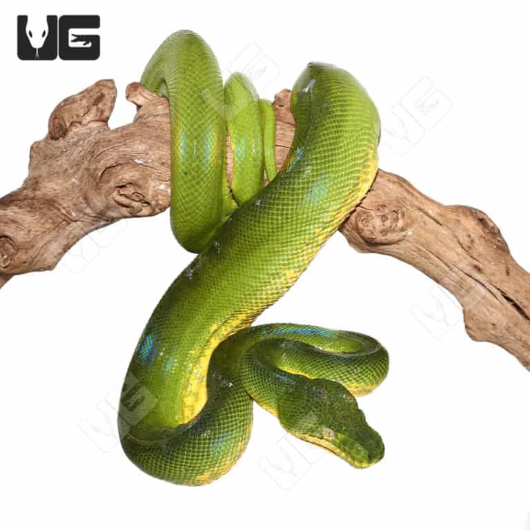 Emerald Tree Boas For Sale - Underground Reptiles