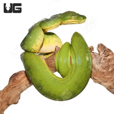 Emerald Tree Boas For Sale - Underground Reptiles