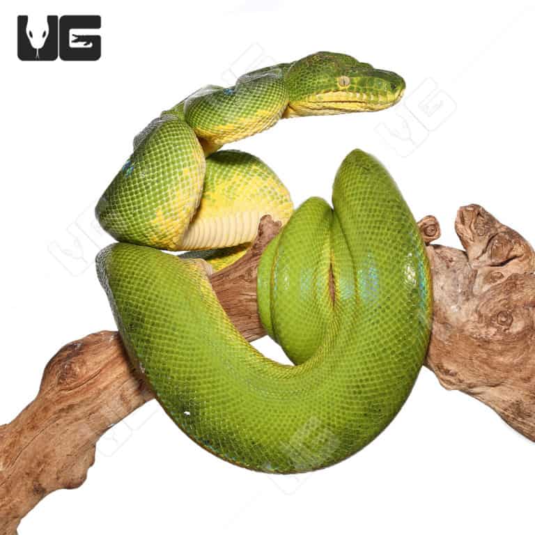 Emerald Tree Boas For Sale - Underground Reptiles