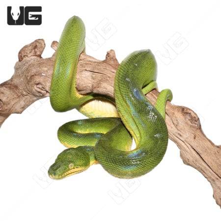 Emerald Tree Boas For Sale - Underground Reptiles