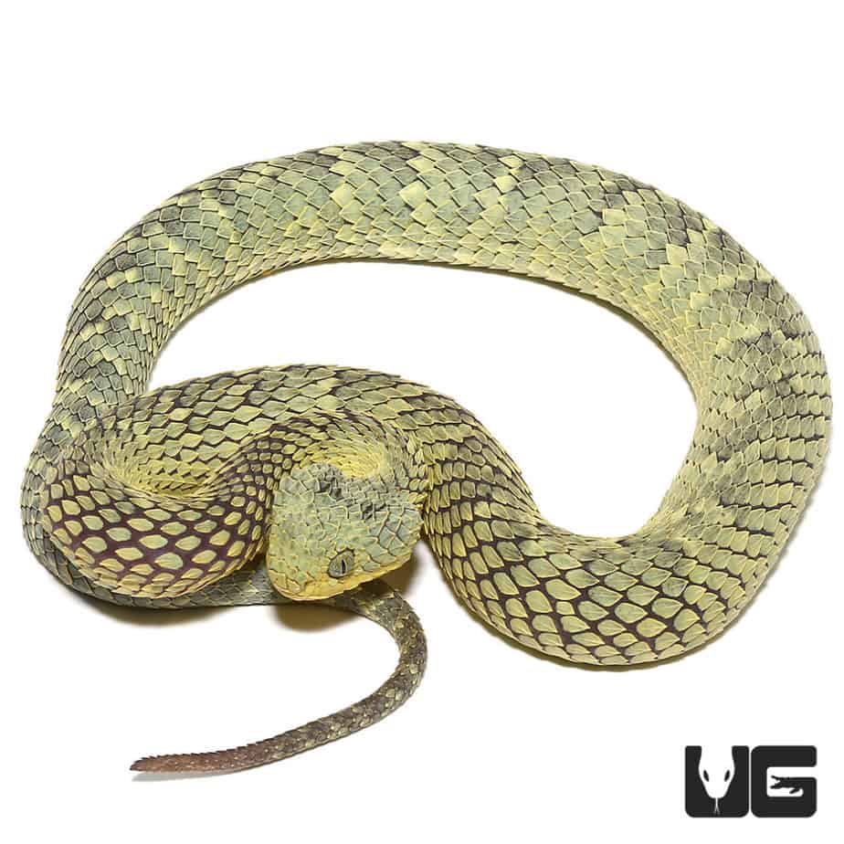 Venomous Snakes & Lizards For Sale - Underground Reptiles