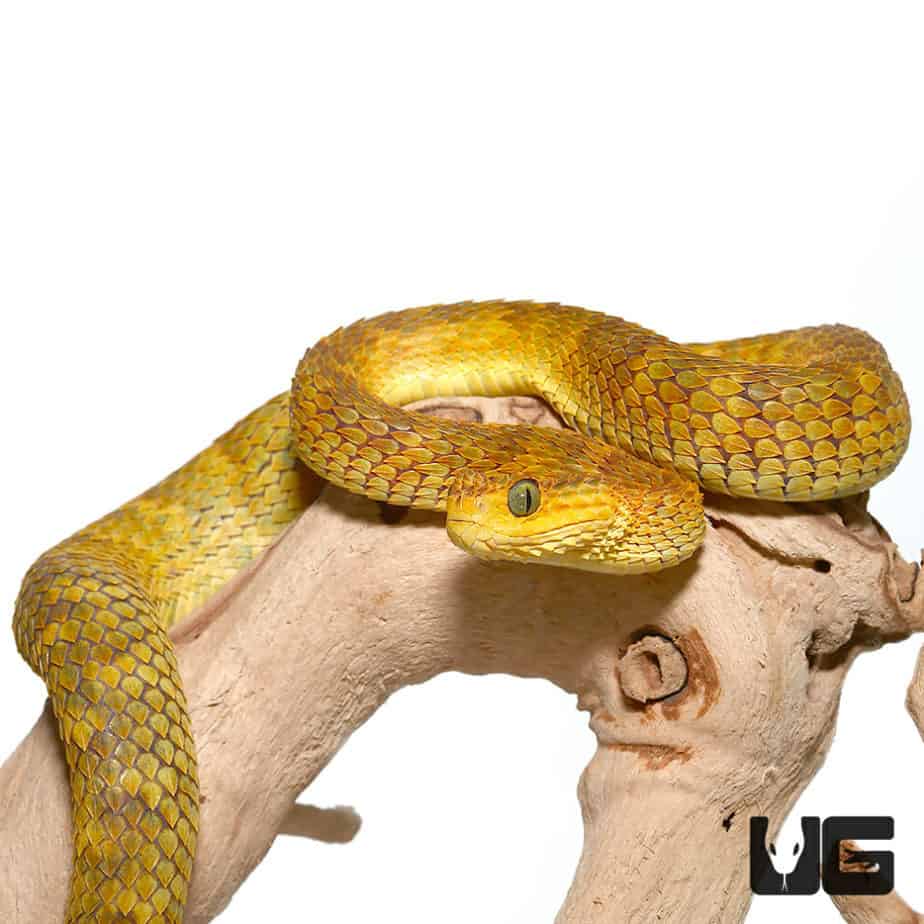 Yellow Orange Squamigera Bush Viper - Underground Reptiles