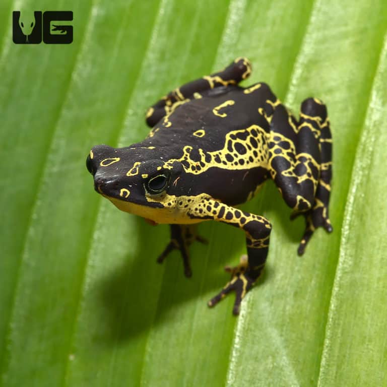 Yellow Harlequin Toad For Sale - Underground Reptiles