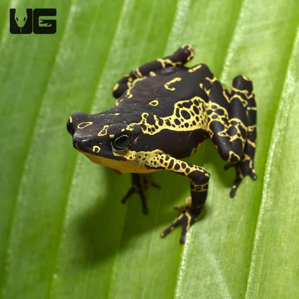 Toads For Sale - Underground Reptiles