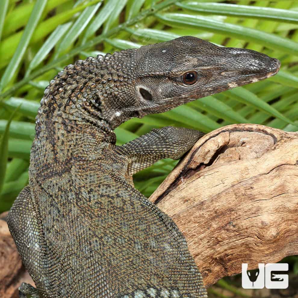 Black Roughneck Monitors (Varanus rudicollis) For Sale - Underground ...