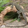 Black Roughneck Monitors (Varanus rudicollis) For Sale - Underground ...