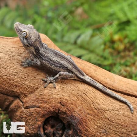 Baby Oreo Stripe Gargoyle Gecko (Rhacodactylus auriculatus) For Sale ...