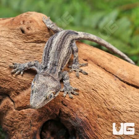 Baby Oreo Stripe Gargoyle Gecko (Rhacodactylus auriculatus) For Sale ...
