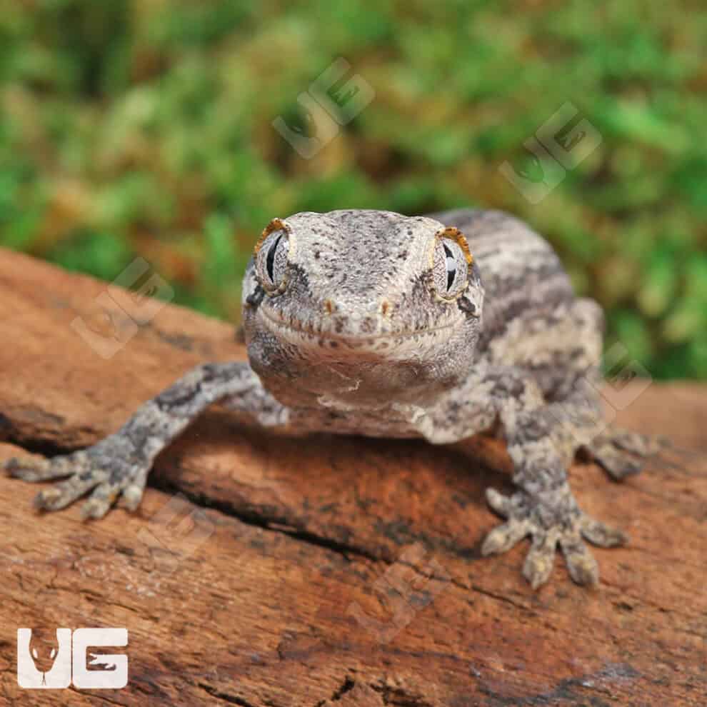 Baby Oreo Stripe Gargoyle Gecko (Rhacodactylus auriculatus) For Sale ...