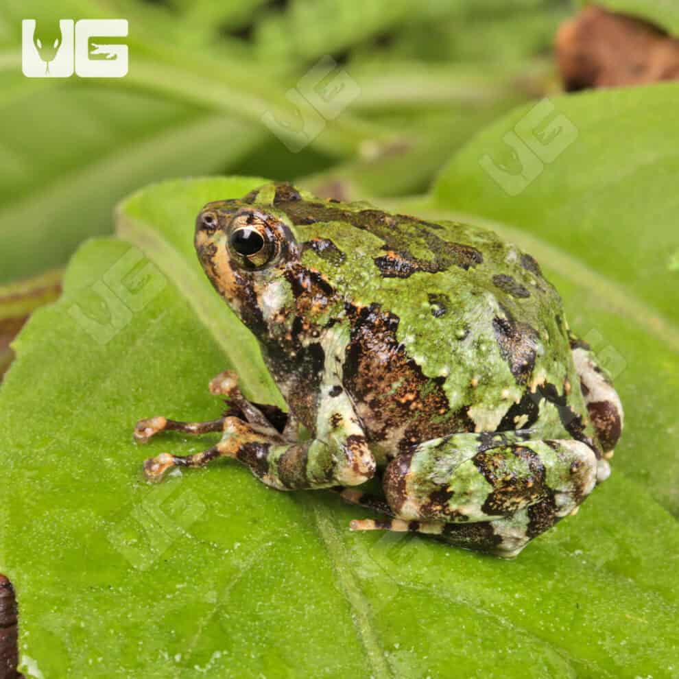 Madagascar Marbled Rain Frog (Scaphiophryne marmorata) For Sale ...