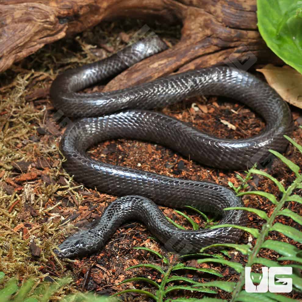 African Wolf Snakes (Lycophidion capense) For Sale - Underground Reptiles