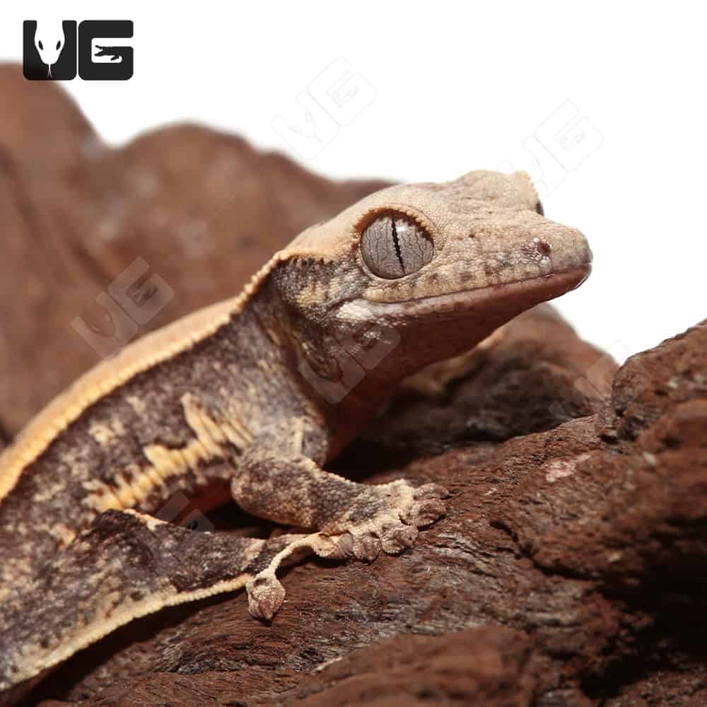 Baby Lilly White Crested Gecko #1 (Correlophus ciliatus) For Sale ...