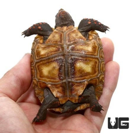 Baby Redfoot Tortoises (Chelonoidis carbonaria) For Sale - Underground ...