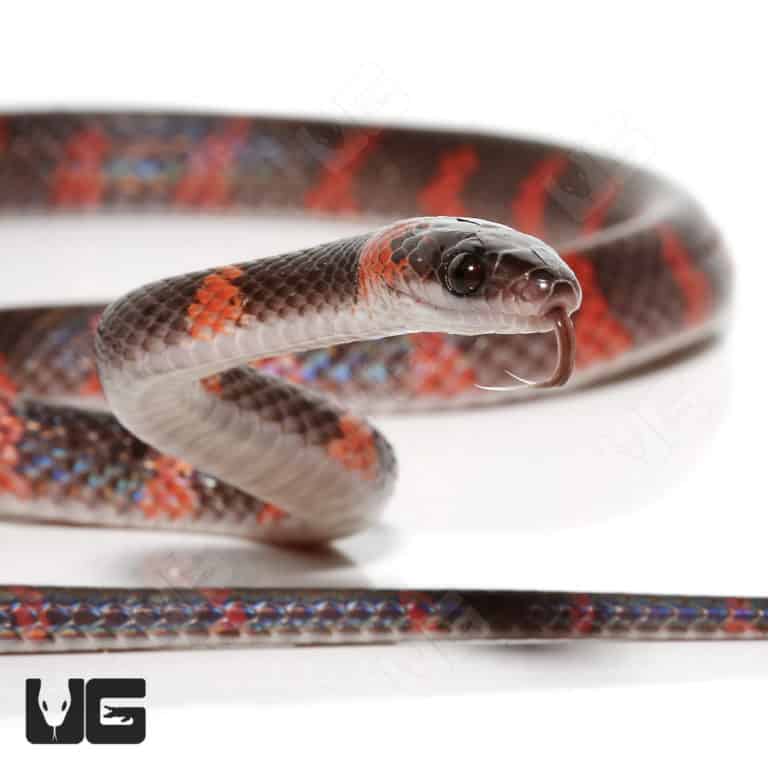 Other Snakes For Sale - Underground Reptiles