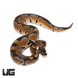 Baby Pastel GHI Ball Python For Sale - Underground Reptiles
