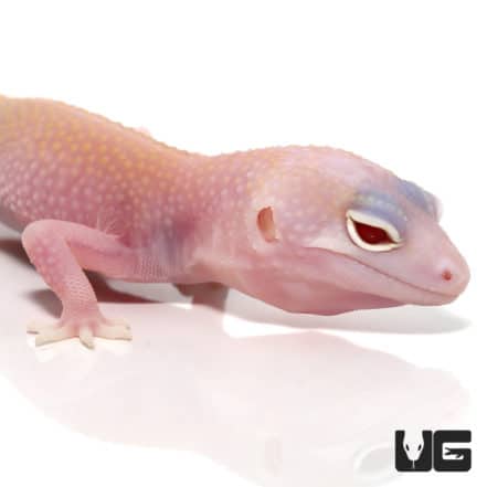 Leopard Geckos For Sale - Underground Reptiles