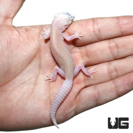Leopard Geckos For Sale - Underground Reptiles