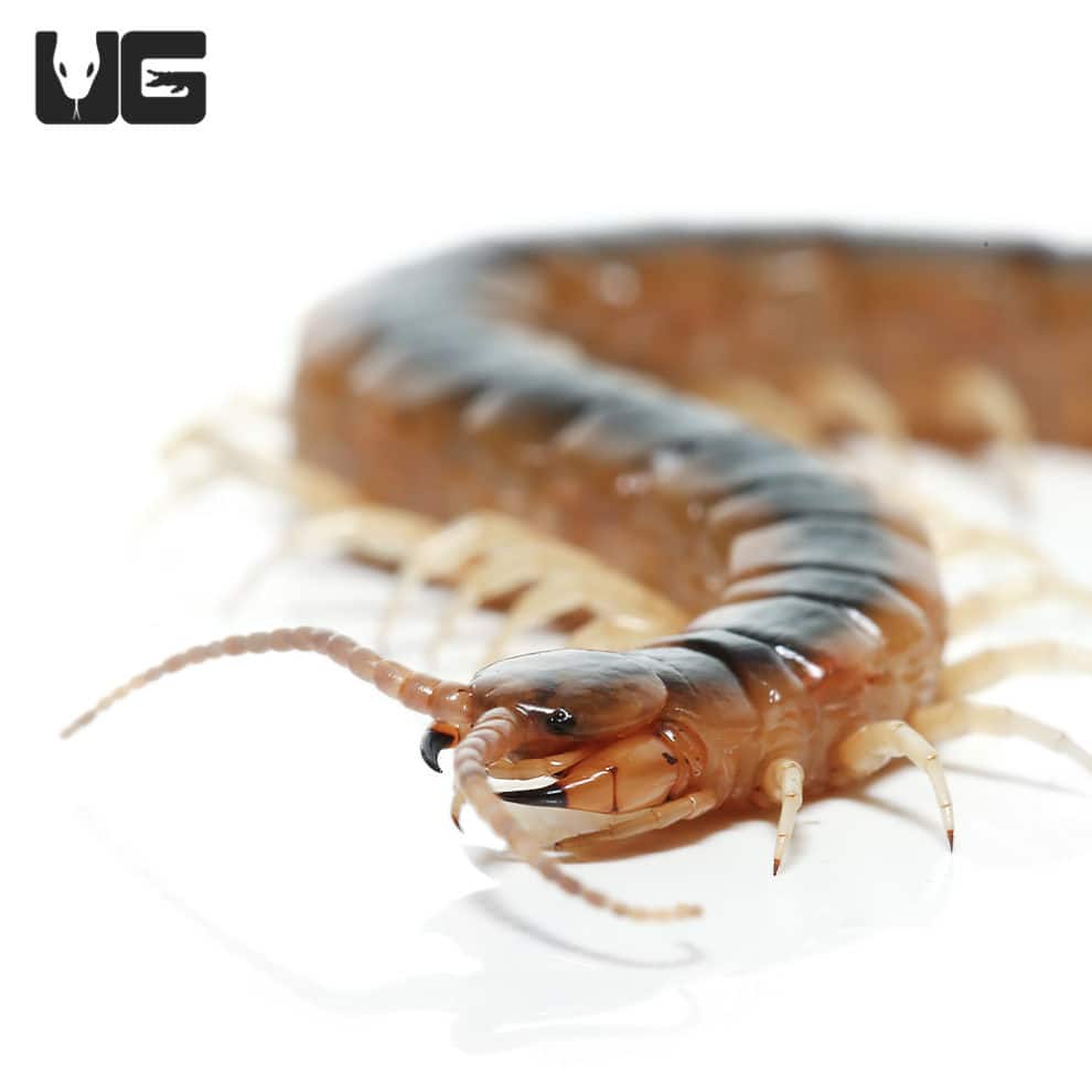 Centipedes, Millipedes and More For Sale - Underground Reptiles