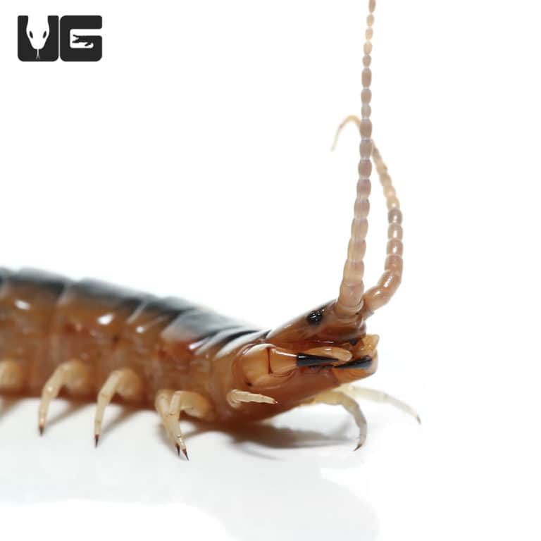 Florida Blue Centipede For Sale - Underground Reptiles