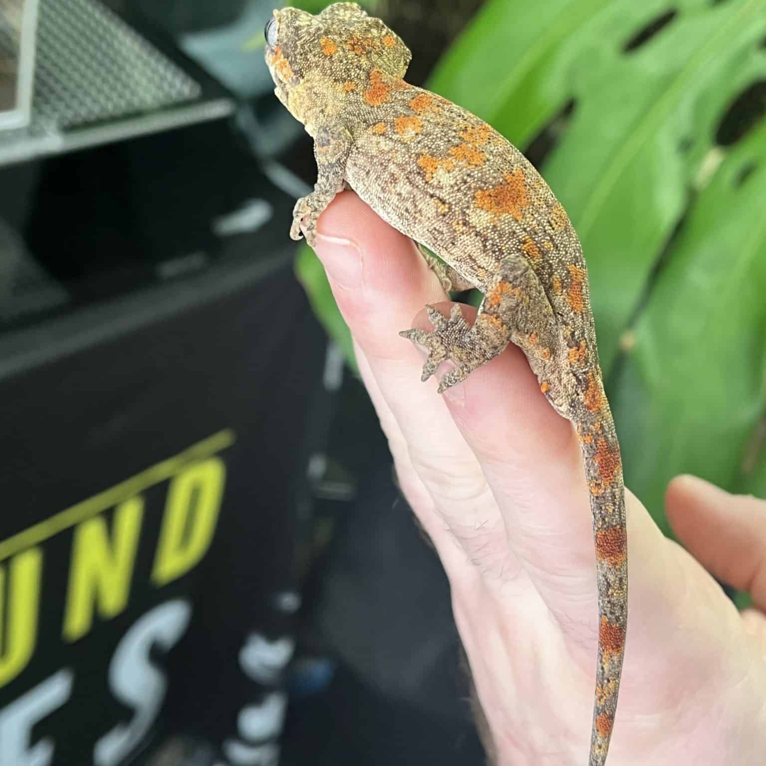 Juvenile Male Reticulated Gargoyle Geckos (Rhacodactylus auriculatus ...