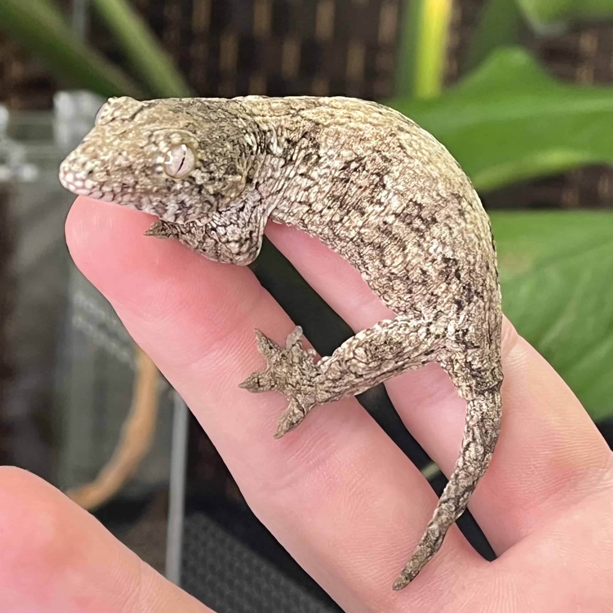 Baby Dark Morph Leachianus Geckos (Rhacodactylus leachianus) For Sale ...