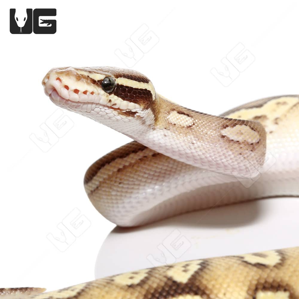 2022 Hurricane Pastave High Intensity Orange Dream Ball Python (#201 ...